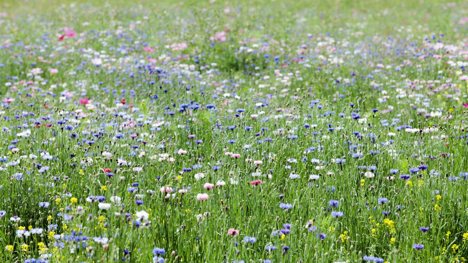 Creating a Wildflower Meadow in your Community - Groundwork