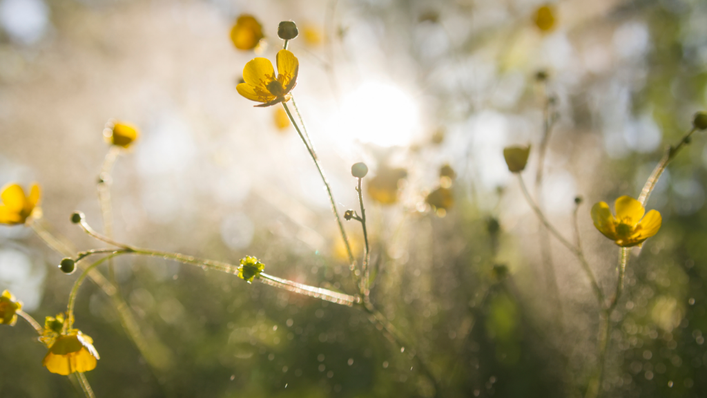 Creating a Wildflower Meadow in your Community - Groundwork