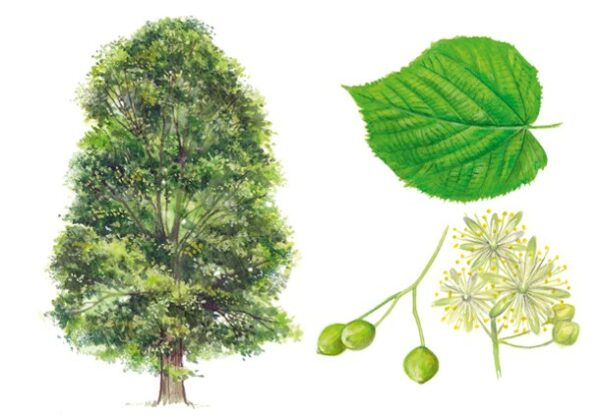 Common Lime Tree - Groundwork