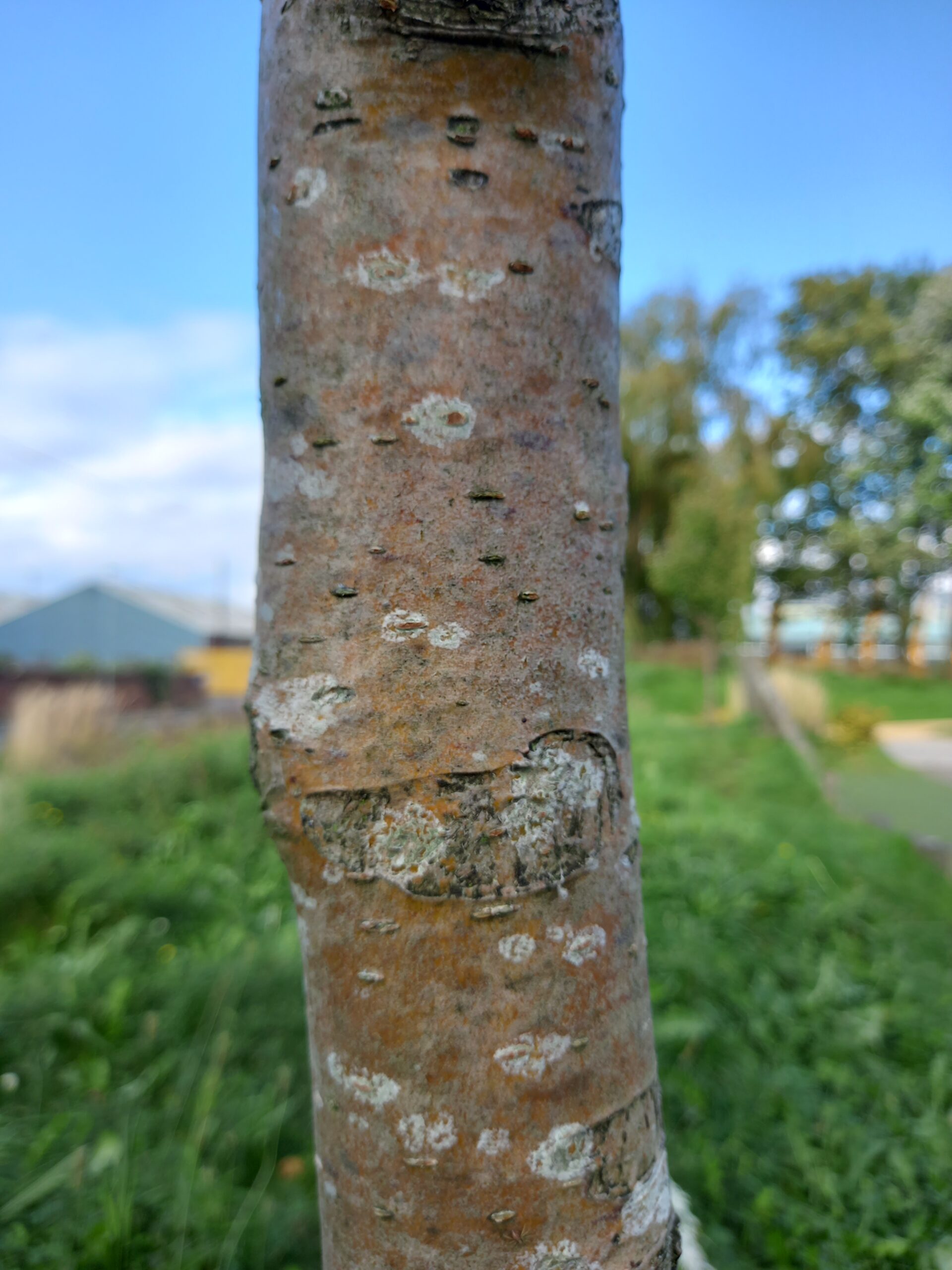 Mountain Ash Tree - Groundwork