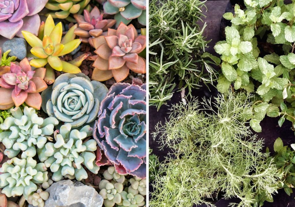 Different types of planters, and what’s best for you - Groundwork
